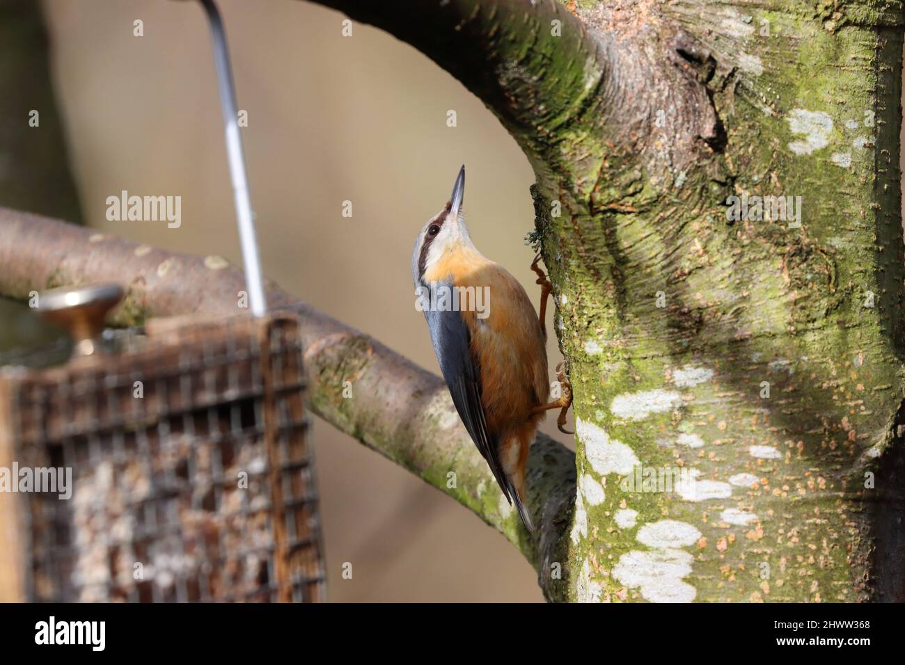 A Nuthatch clinging onto a Tree Trunk. County Durham, England, UK Stock ...
