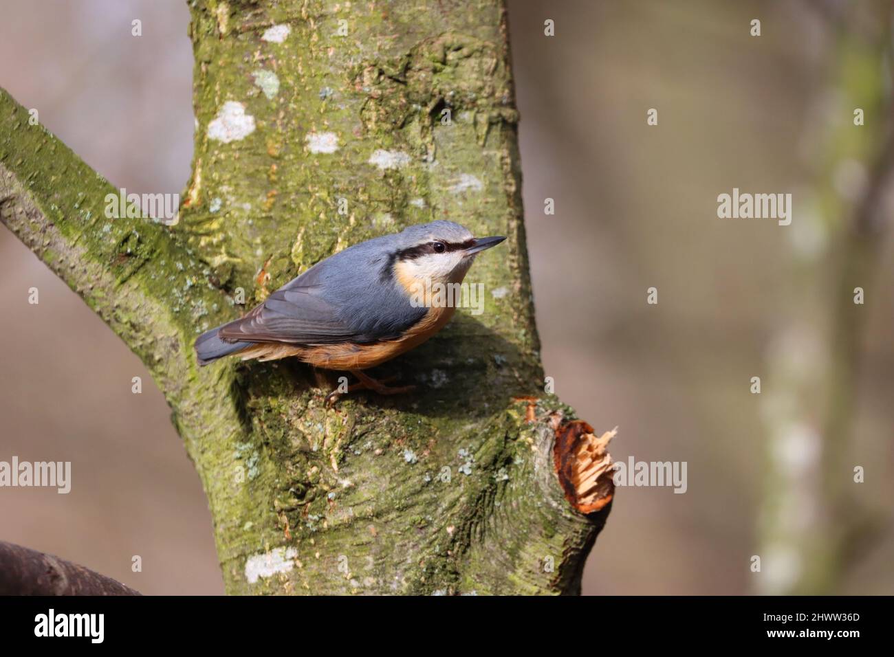 Eurasian nuthatch in a bird feeder hi-res stock photography and images ...