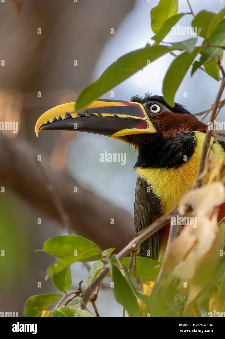 huge beaked bird known as araçari that forms very noisy flocks Stock ...
