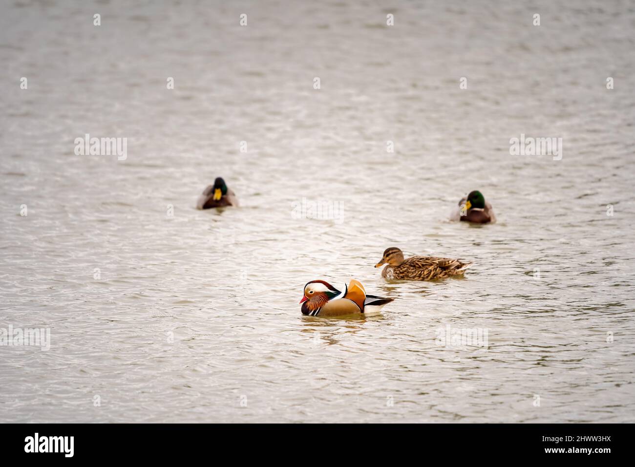 Mandarin ducks in spring hi-res stock photography and images - Alamy