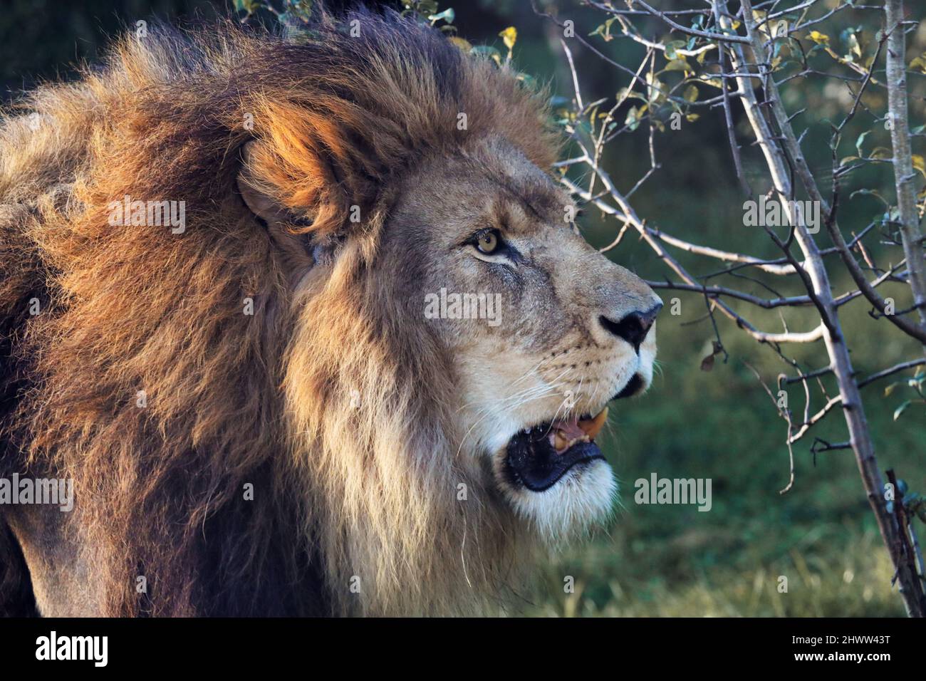 King leopard hi-res stock photography and images - Alamy