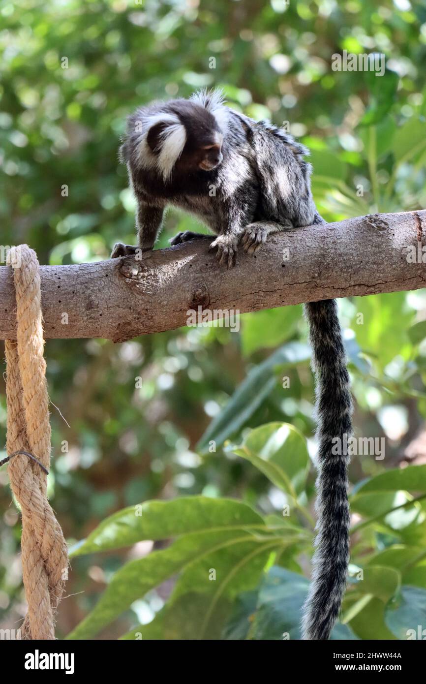 Pinselohraffchen hi-res stock photography and images - Alamy