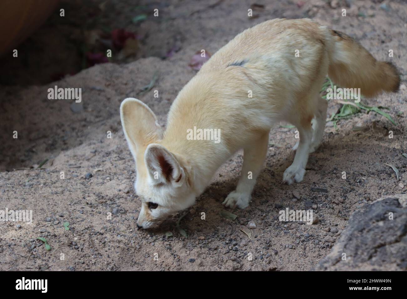 Fennek oder Wüstenfuchs (Vulpes zerda) im Oasis Park, La Lajita ...