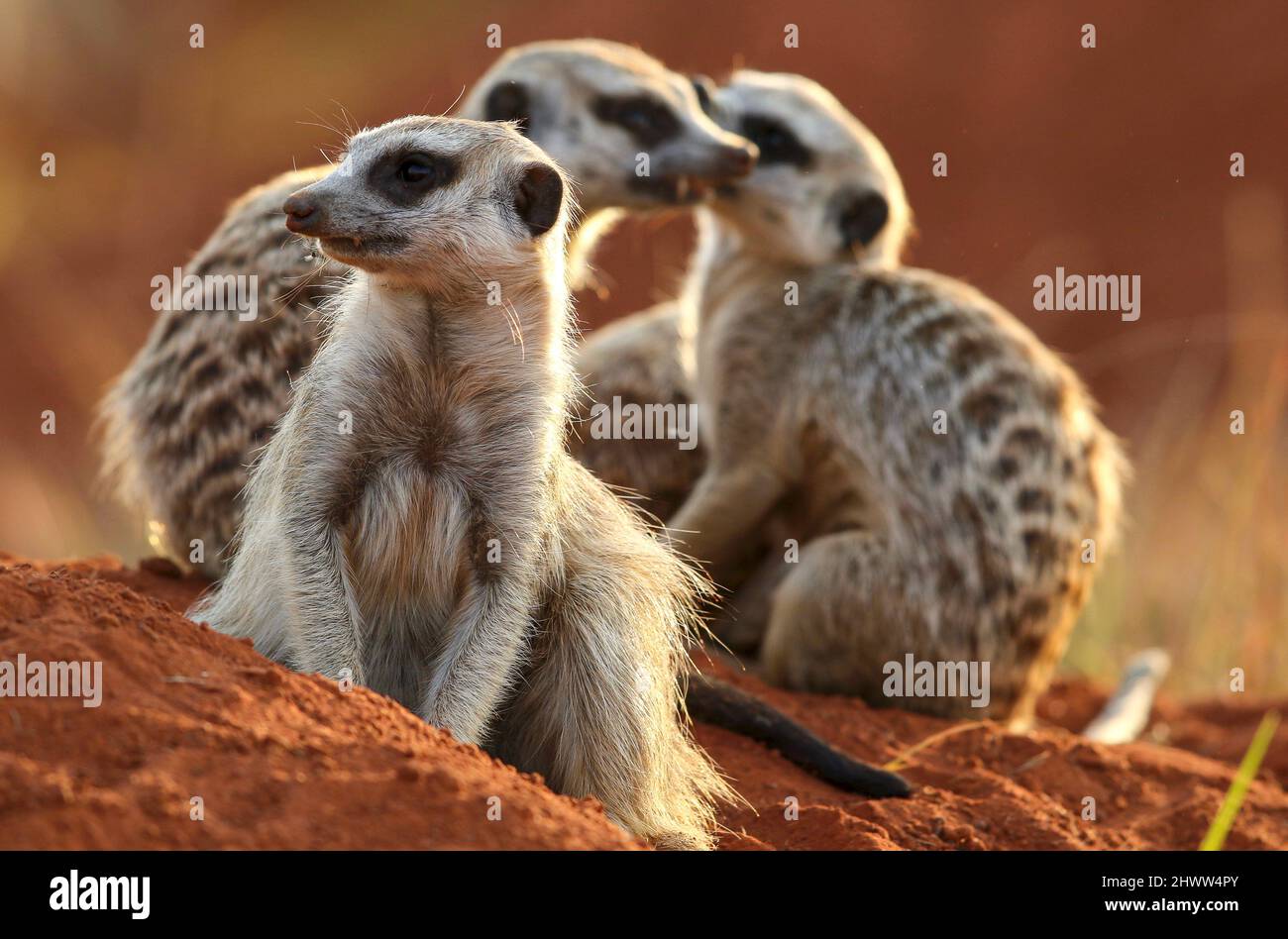 Meerkat, Addo Elephant National Park Stock Photo - Alamy