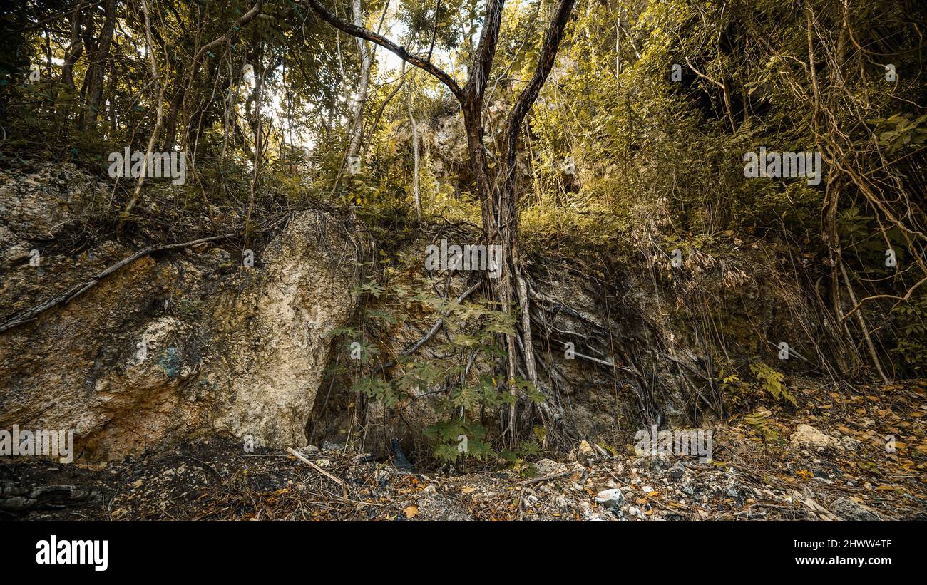 The tree clings to life. A tropical tree growing on a rock. Painting ...