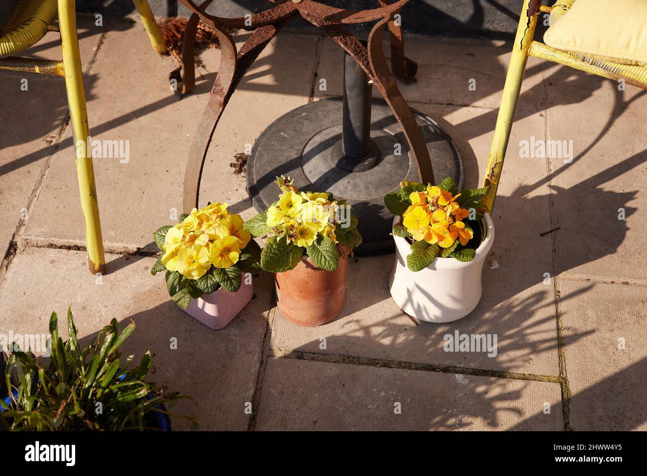 Primrose flower urban hi-res stock photography and images - Alamy