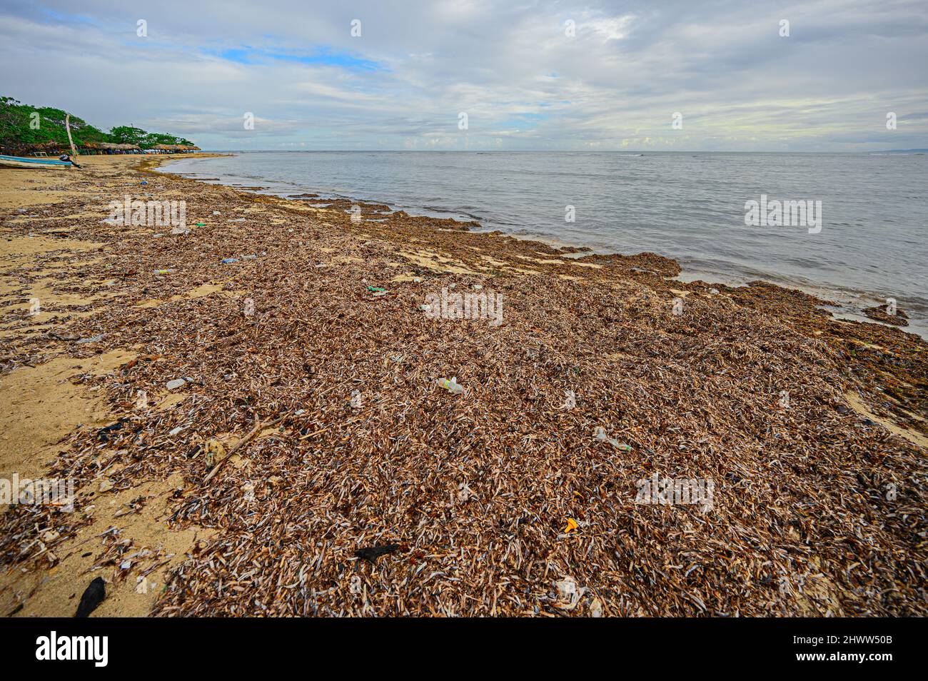 Garbage and algae on the beach of the Dominican Republic. Atlantic ...