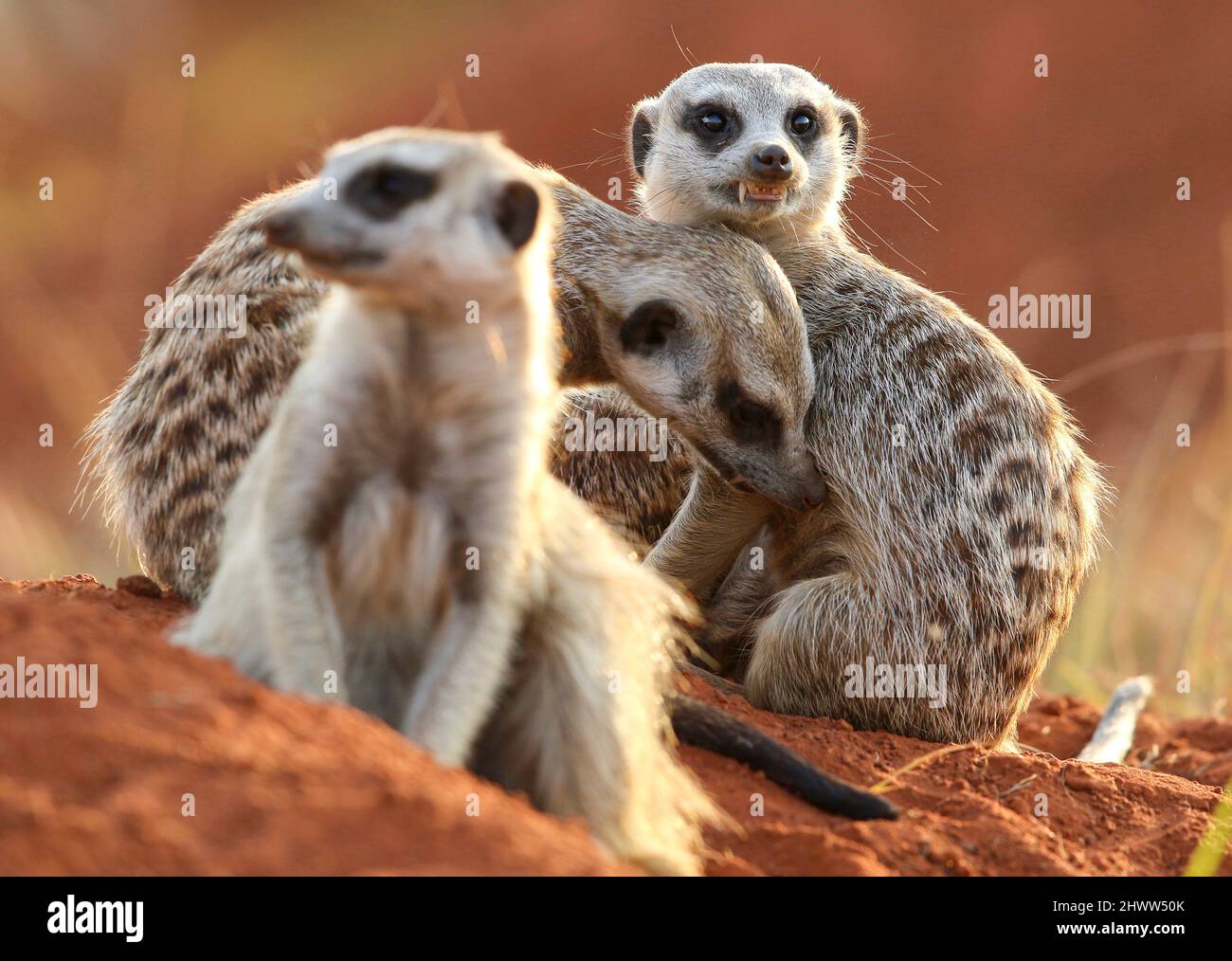 Meerkat, Addo Elephant National Park Stock Photo - Alamy
