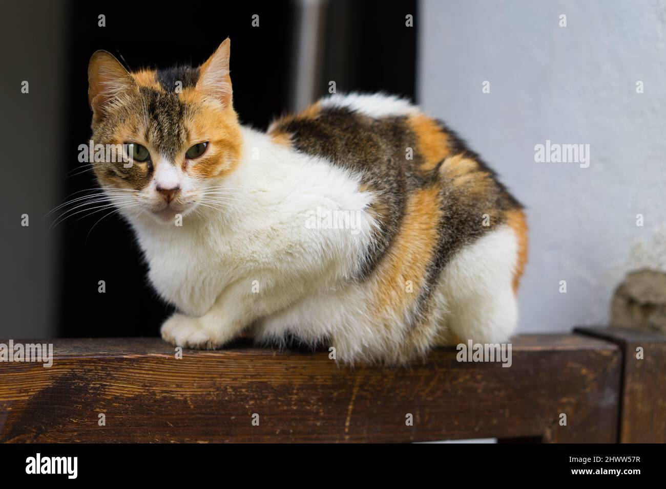 Tortoiseshell and white cat Stock Photo - Alamy