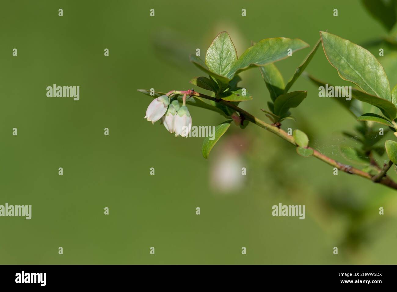 Highbush blueberry, shrub in the process of flowering. Fresh spring ...