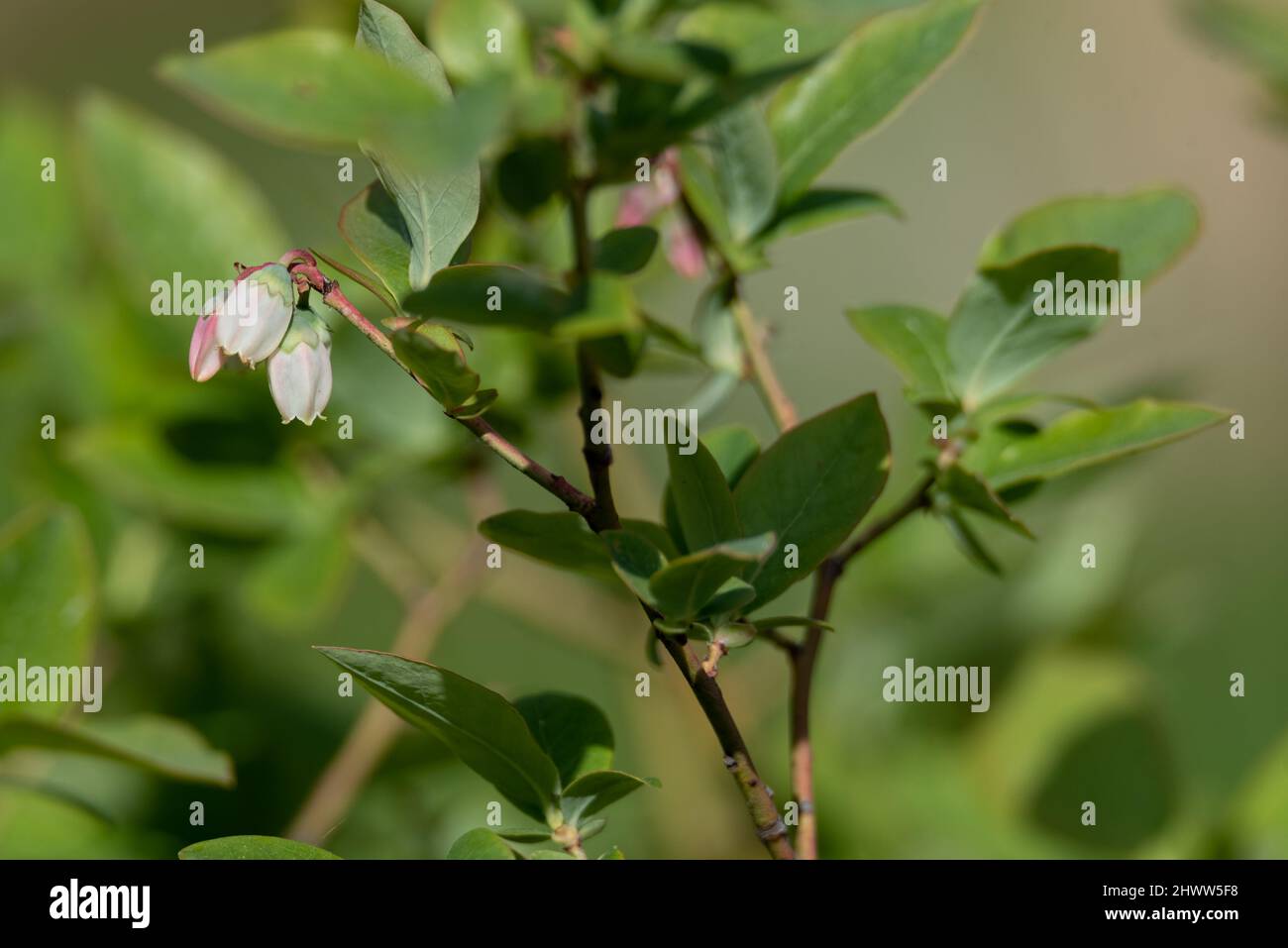 Highbush blueberry, shrub in the process of flowering. Fresh spring ...