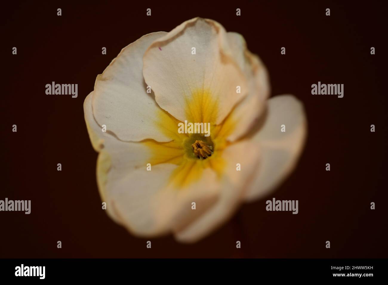 White flower blossom close up Primula family primulaceae background ...