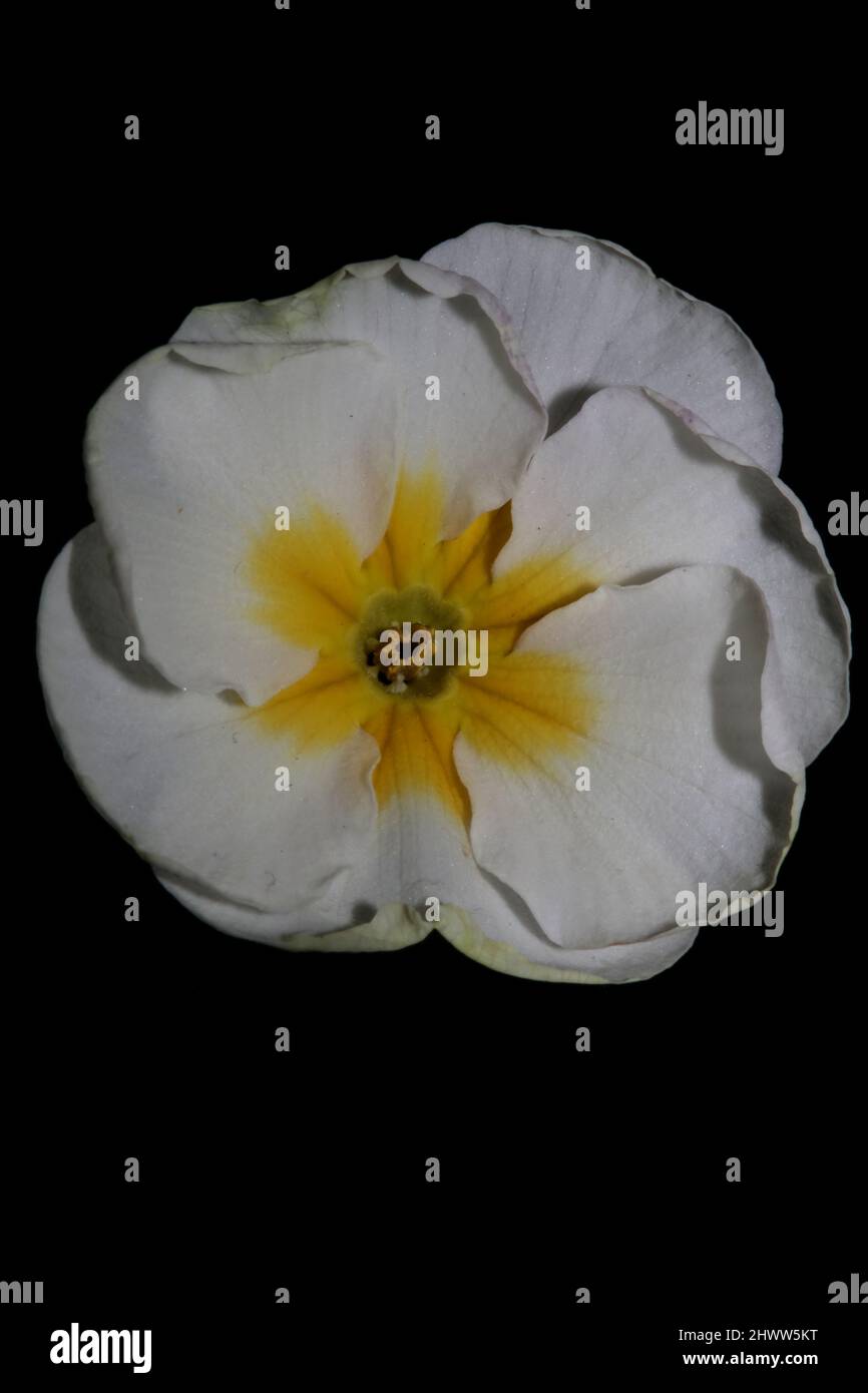 White flower blossom close up Primula family primulaceae background ...