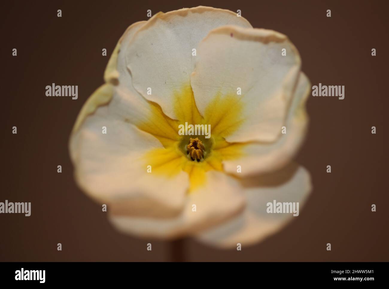 White flower blossom close up Primula family primulaceae background ...