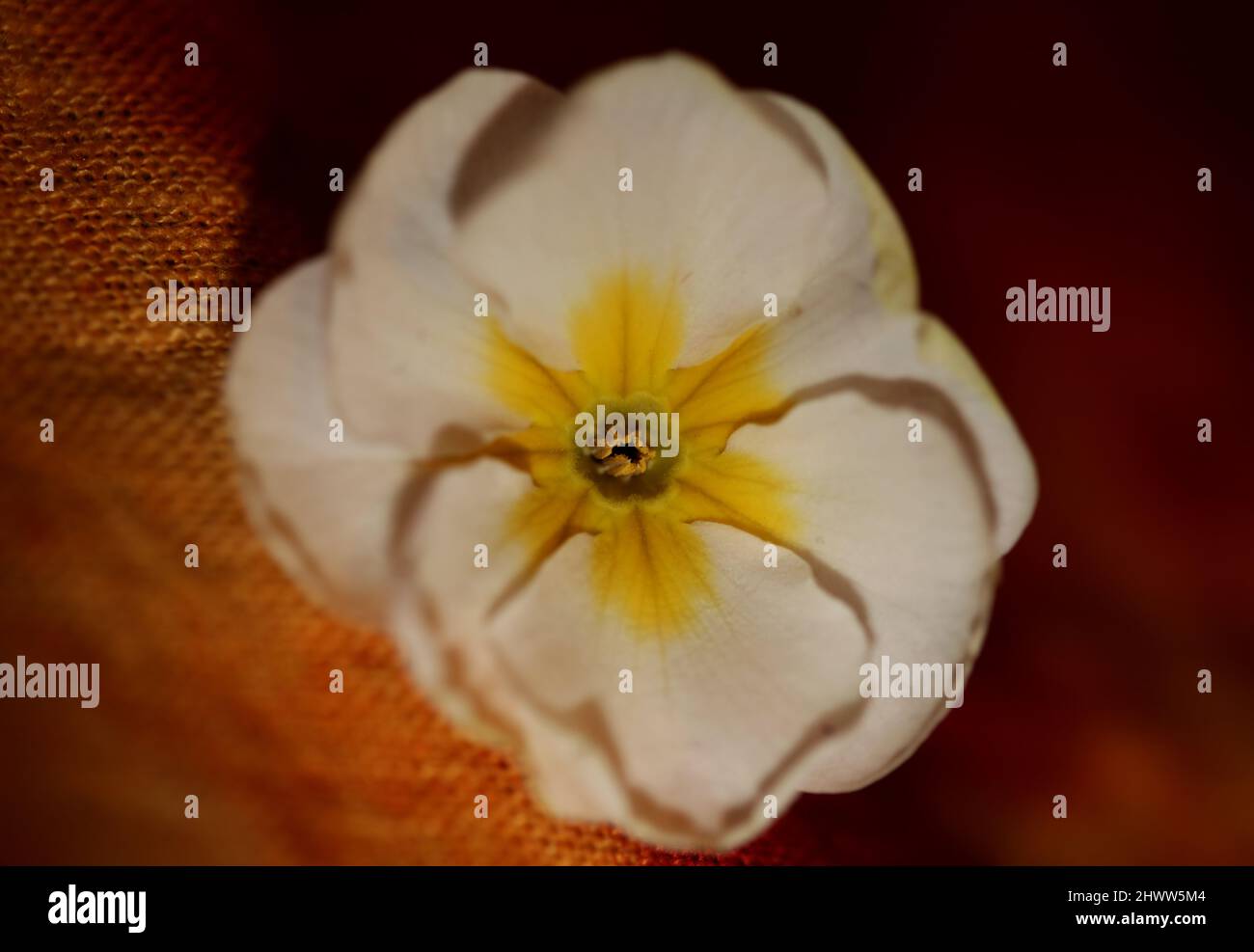 White flower blossom close up Primula family primulaceae background ...