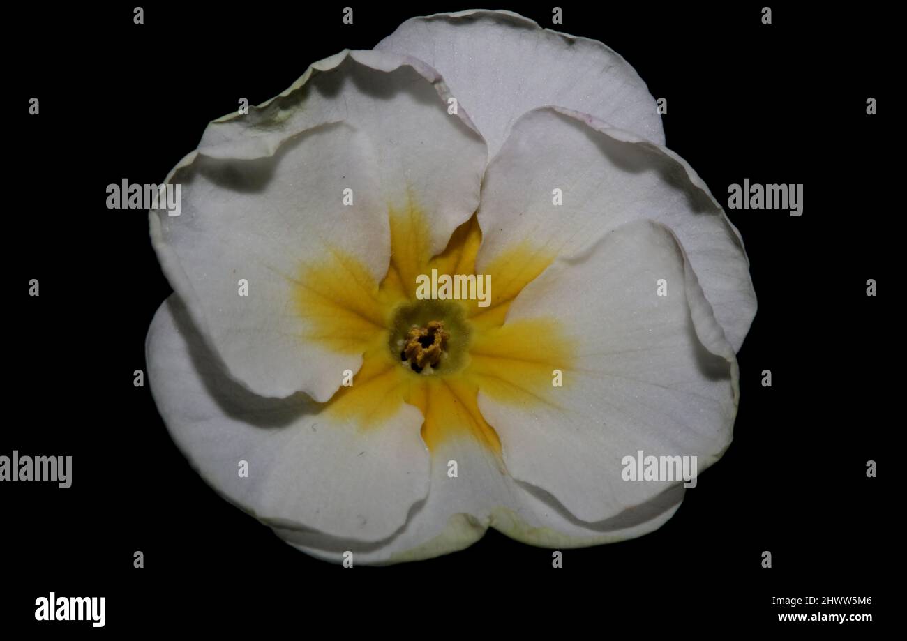 White flower blossom close up Primula family primulaceae background ...