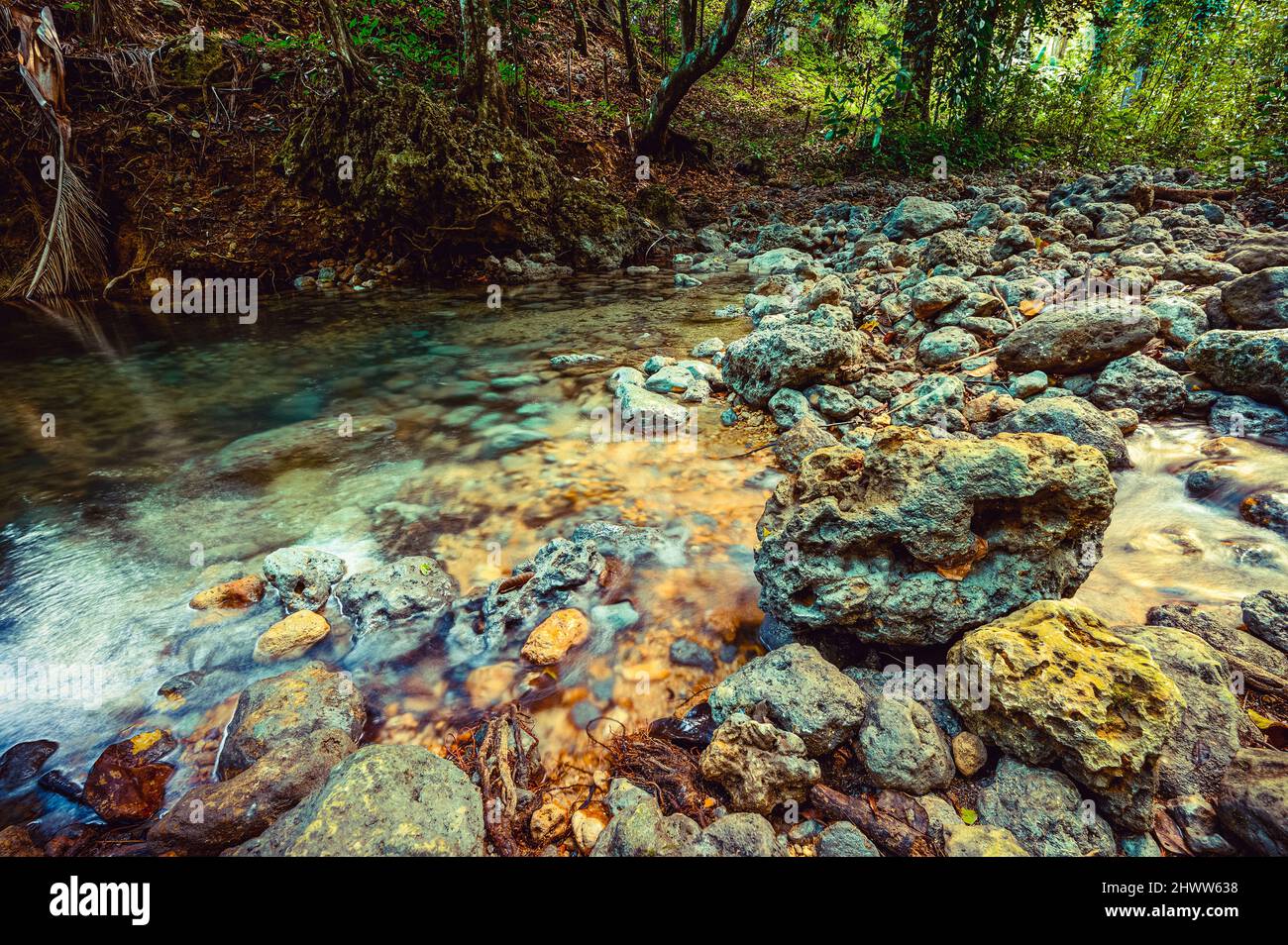 Wildwood plants hi-res stock photography and images - Alamy