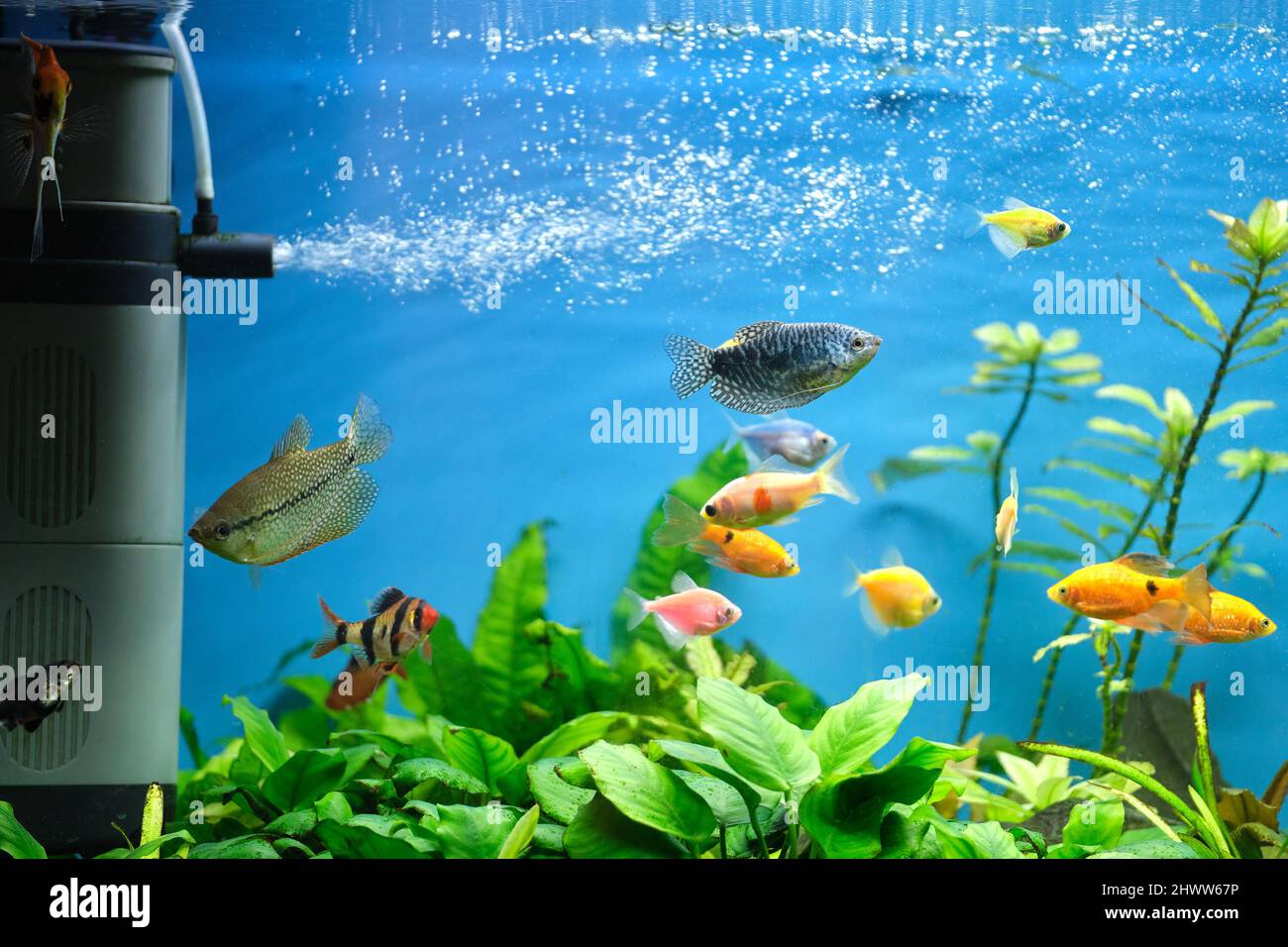 Colorful exotic fish swimming in deep blue water aquarium with green ...