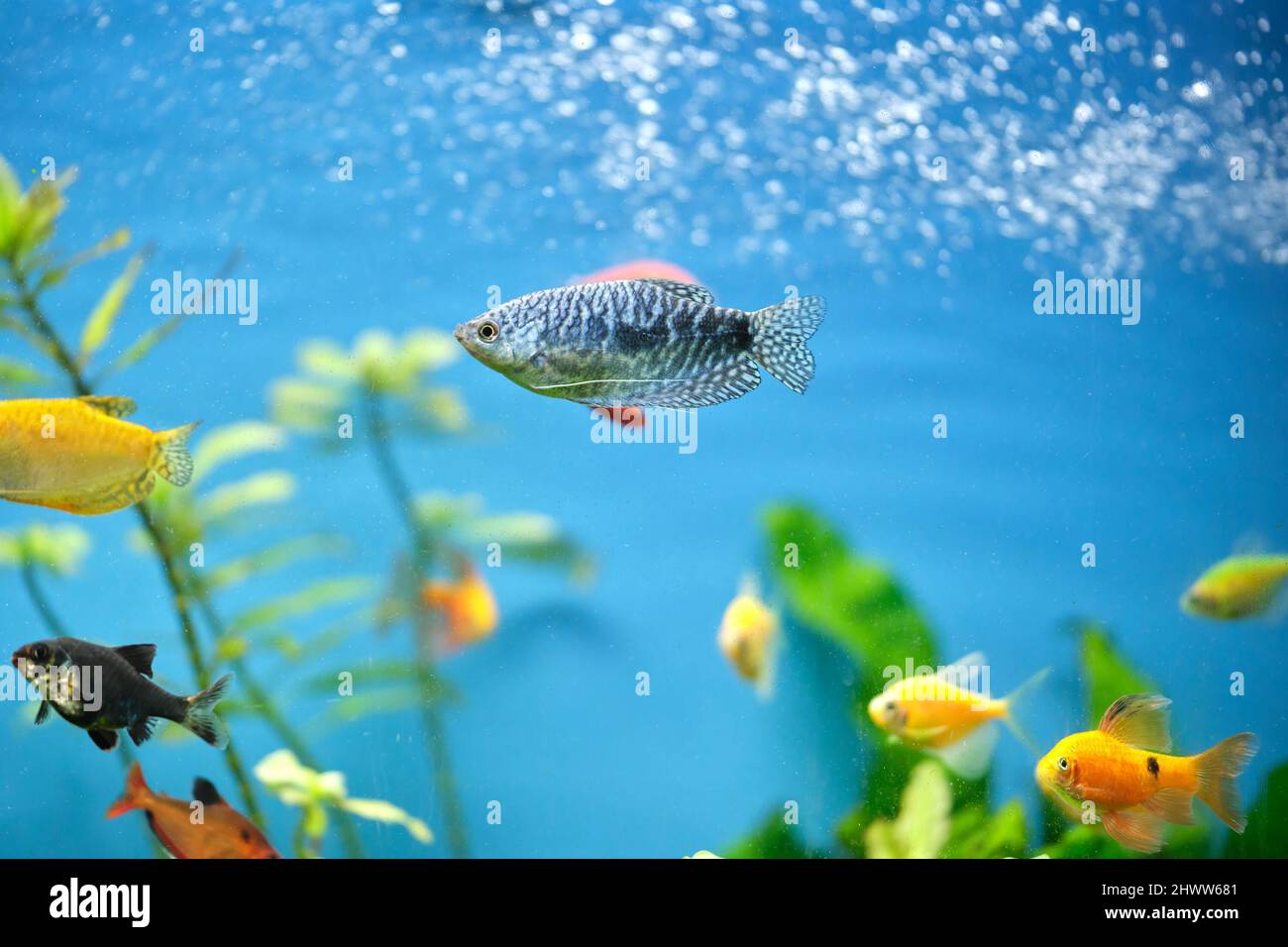 Colorful exotic fish swimming in deep blue water aquarium with green ...