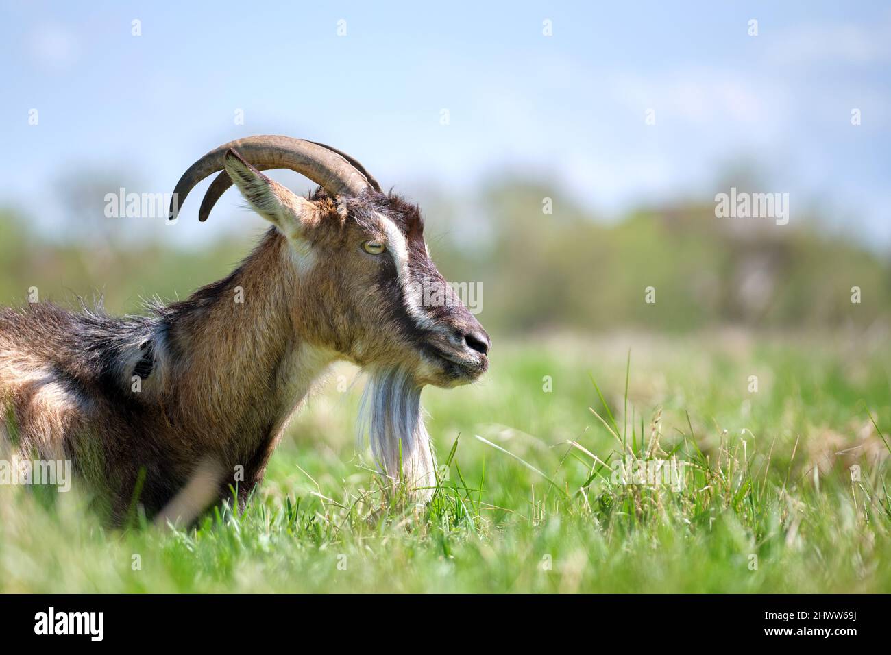 Domestic milk goat with long beard and horns resting on green pasture ...