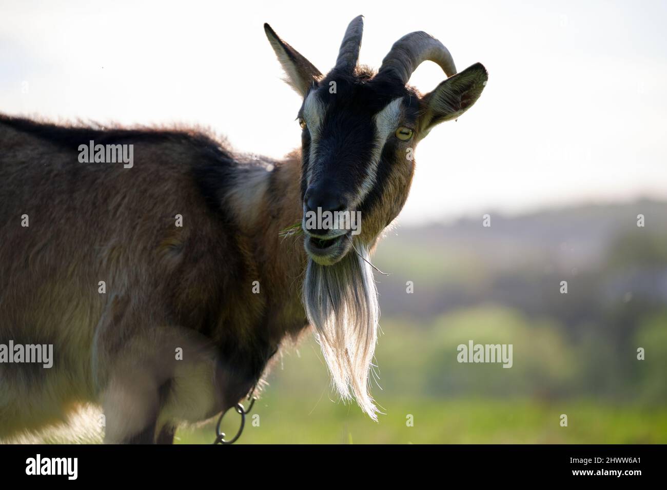 Domestic milk goat with long beard and horns grazing on green farm ...