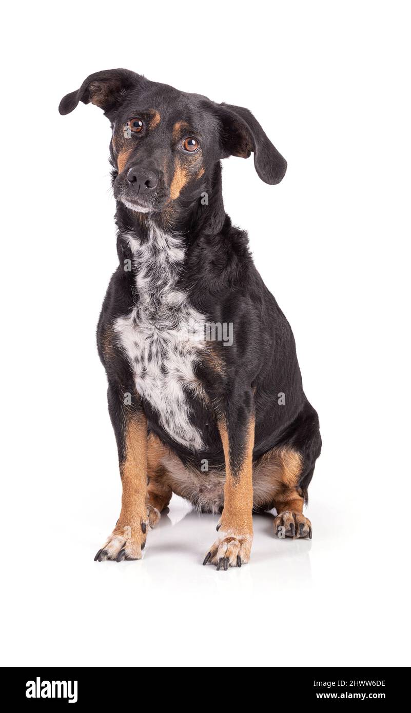 Tri color canine Cut Out Stock Images & Pictures - Alamy