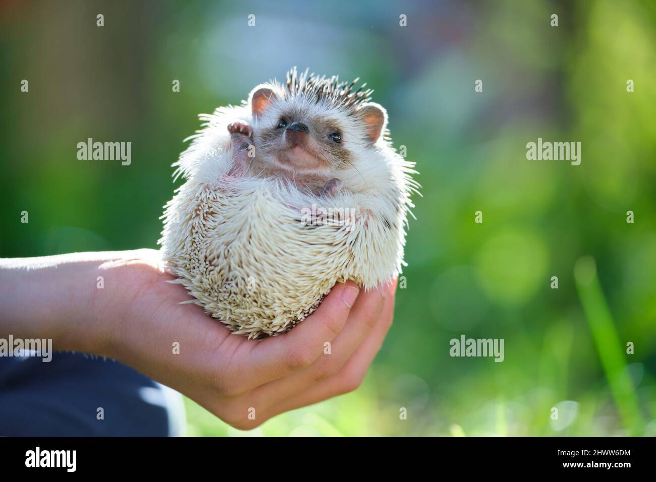 Animals With Human Arms