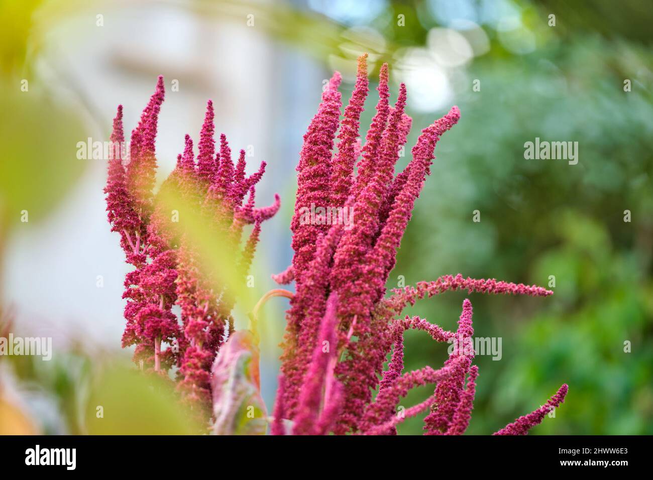 Indian red amaranth plant growing in summer garden. Leaf vegetable ...