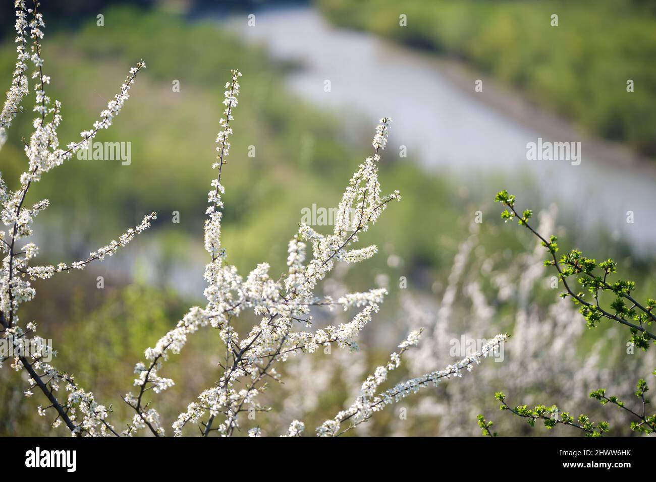 Twigs of cherry tree with white blossoming flowers in early spring ...
