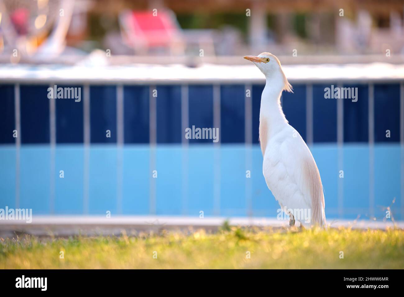 White cattle egret wild bird, also known as Bubulcus ibis walking on ...