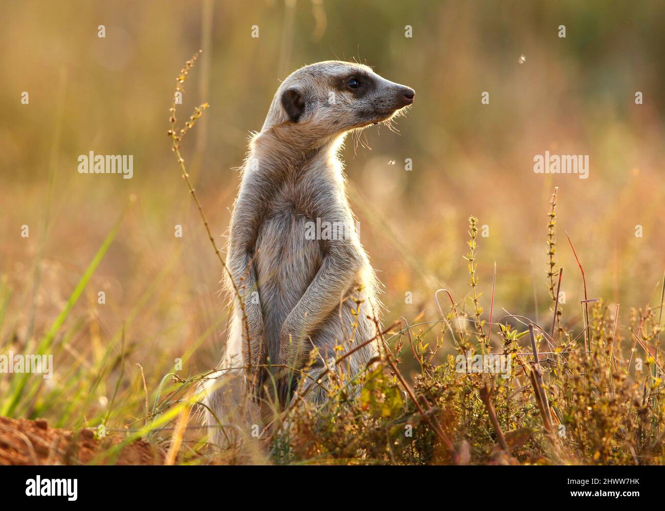 Meerkat, Addo Elephant National Park Stock Photo - Alamy