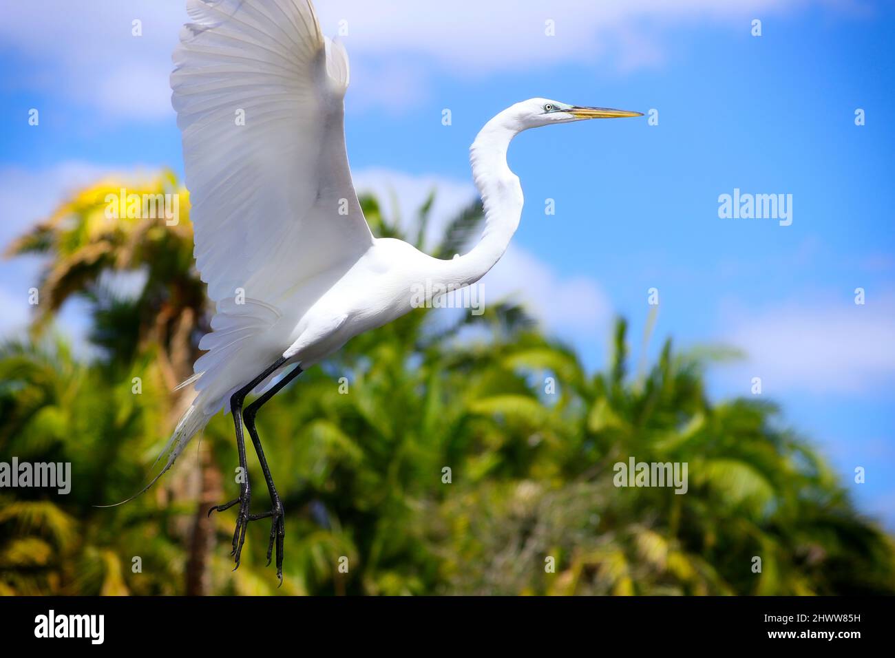 White Egret Heron Florida Snowy White Stock Photo - Alamy