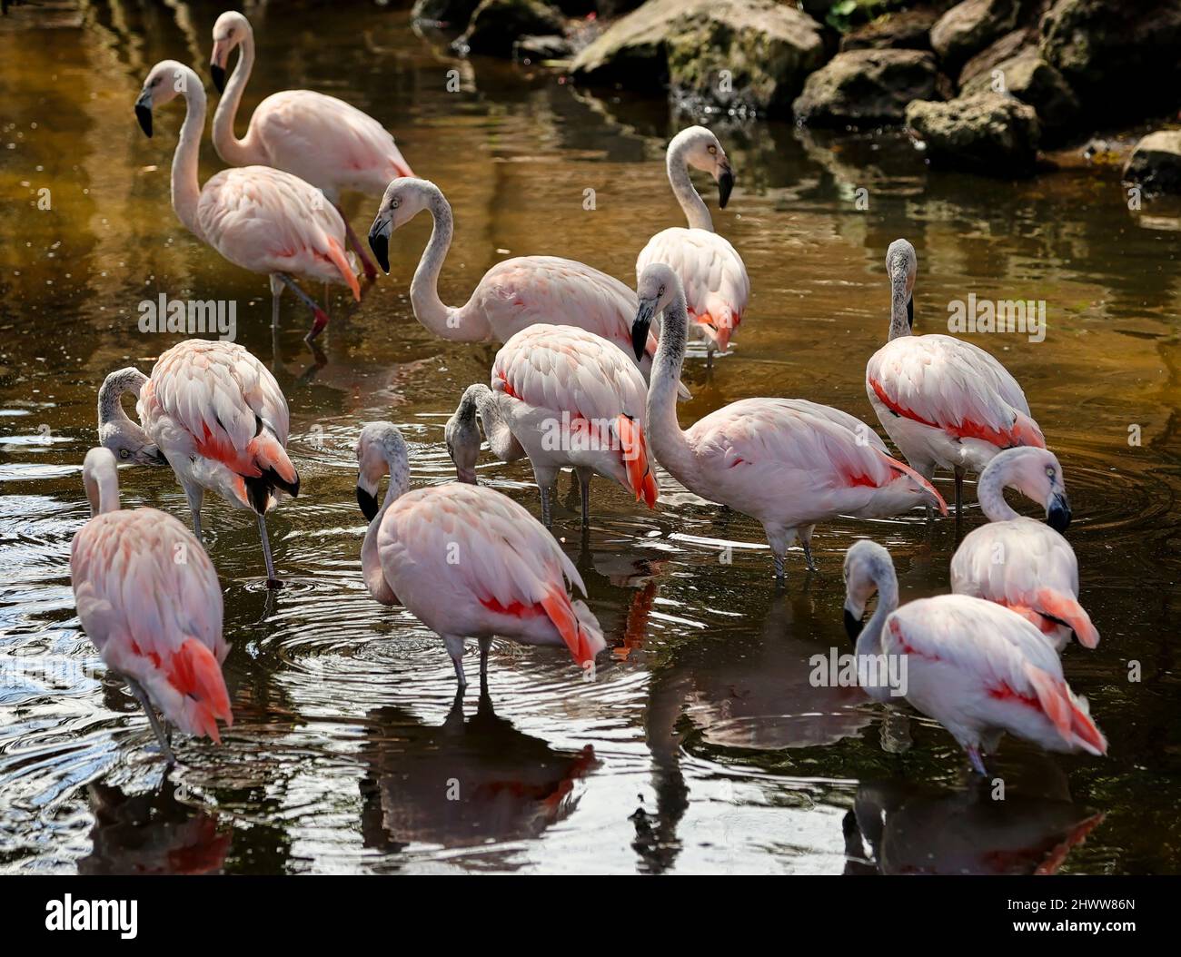 Lesser flamingo young hi-res stock photography and images - Alamy