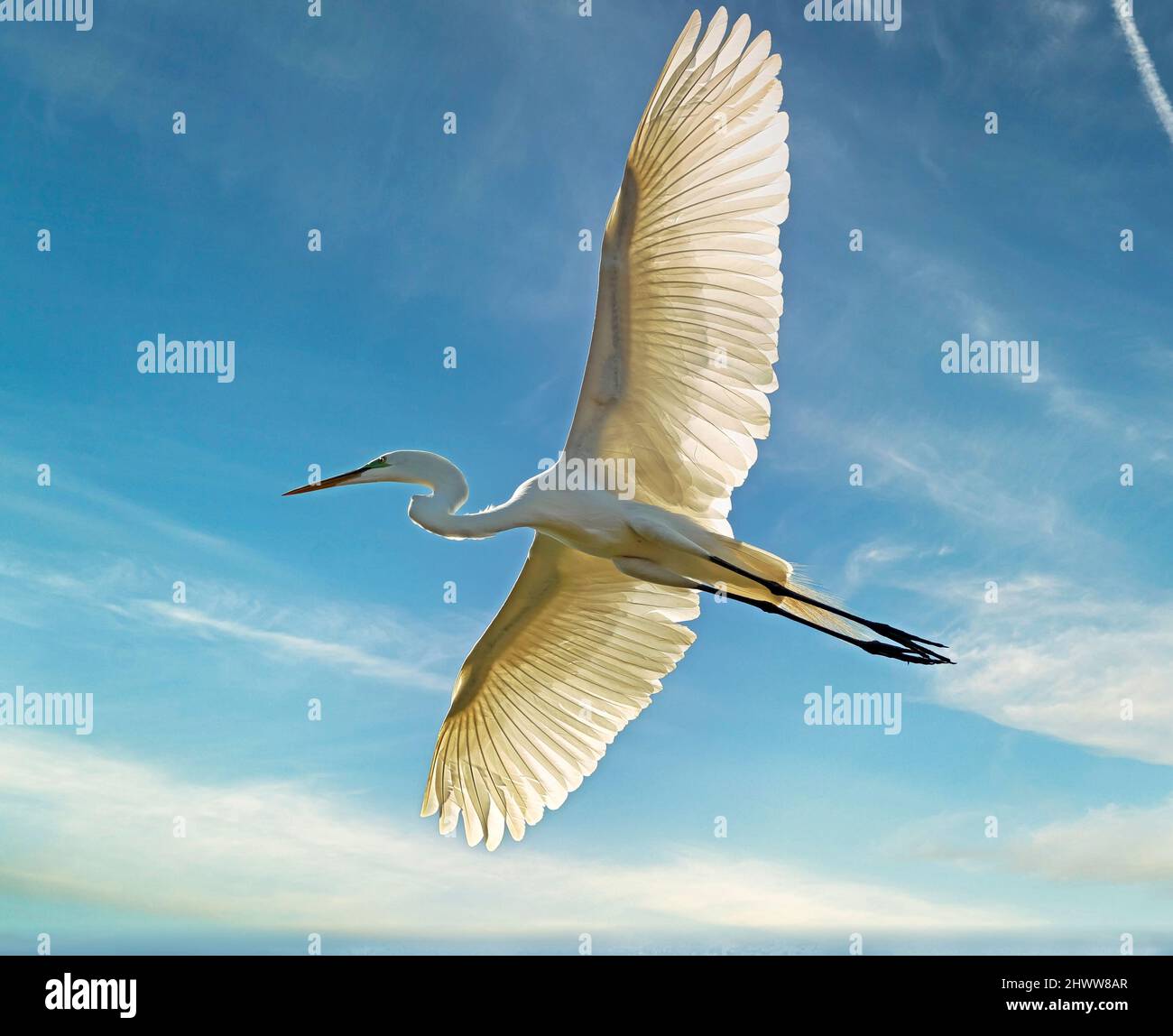 White Egret Heron Florida Snowy White Stock Photo - Alamy