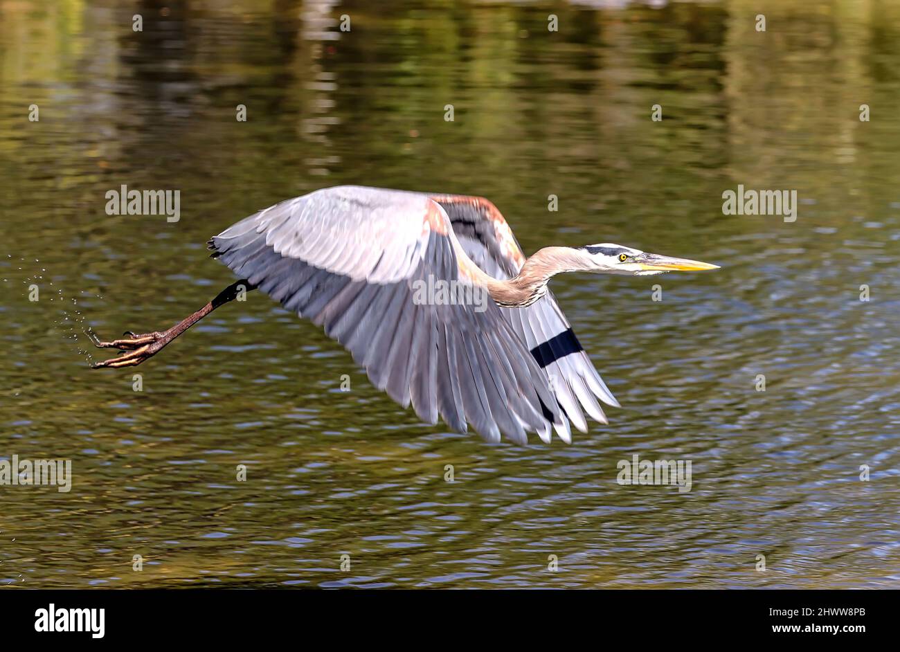Big blue heron hi-res stock photography and images - Alamy