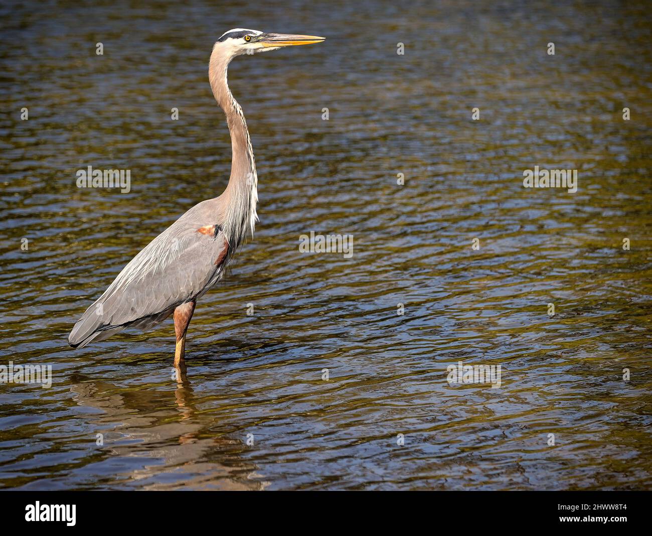 Big blue heron hi-res stock photography and images - Alamy
