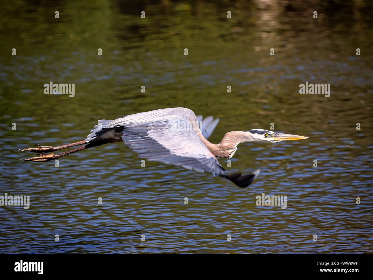 Big blue heron hi-res stock photography and images - Alamy