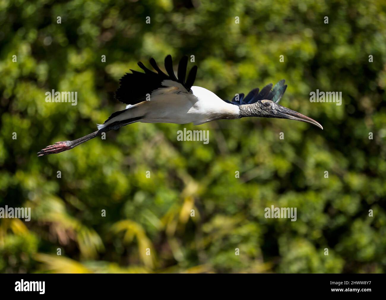 Beautiful shot stork flying hi-res stock photography and images - Alamy