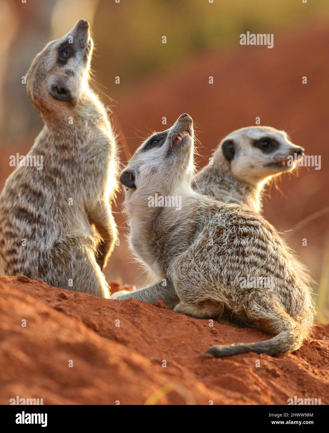 Meerkat, Addo Elephant National Park Stock Photo - Alamy