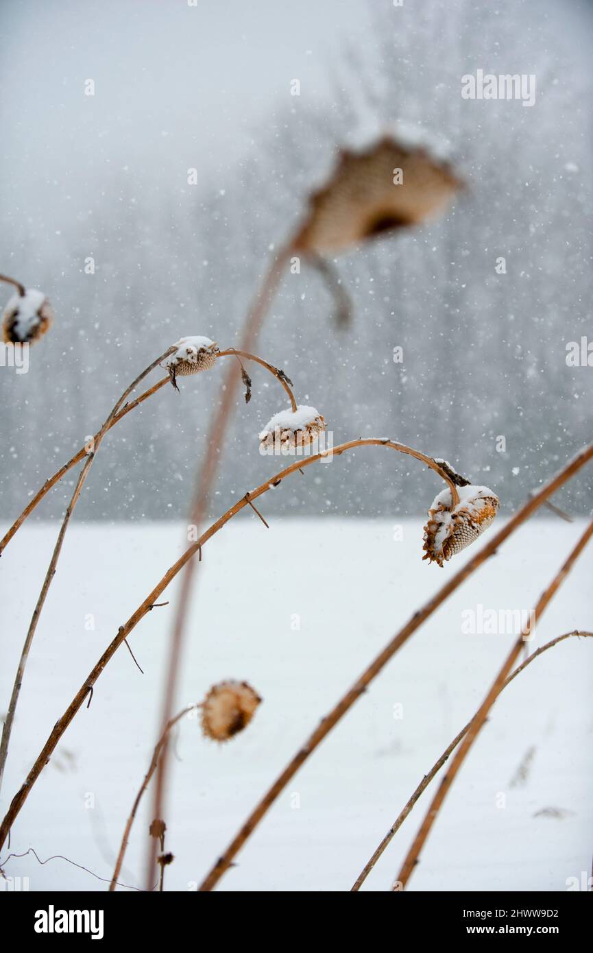Snow covered field of sunflowers in winter Stock Photo - Alamy