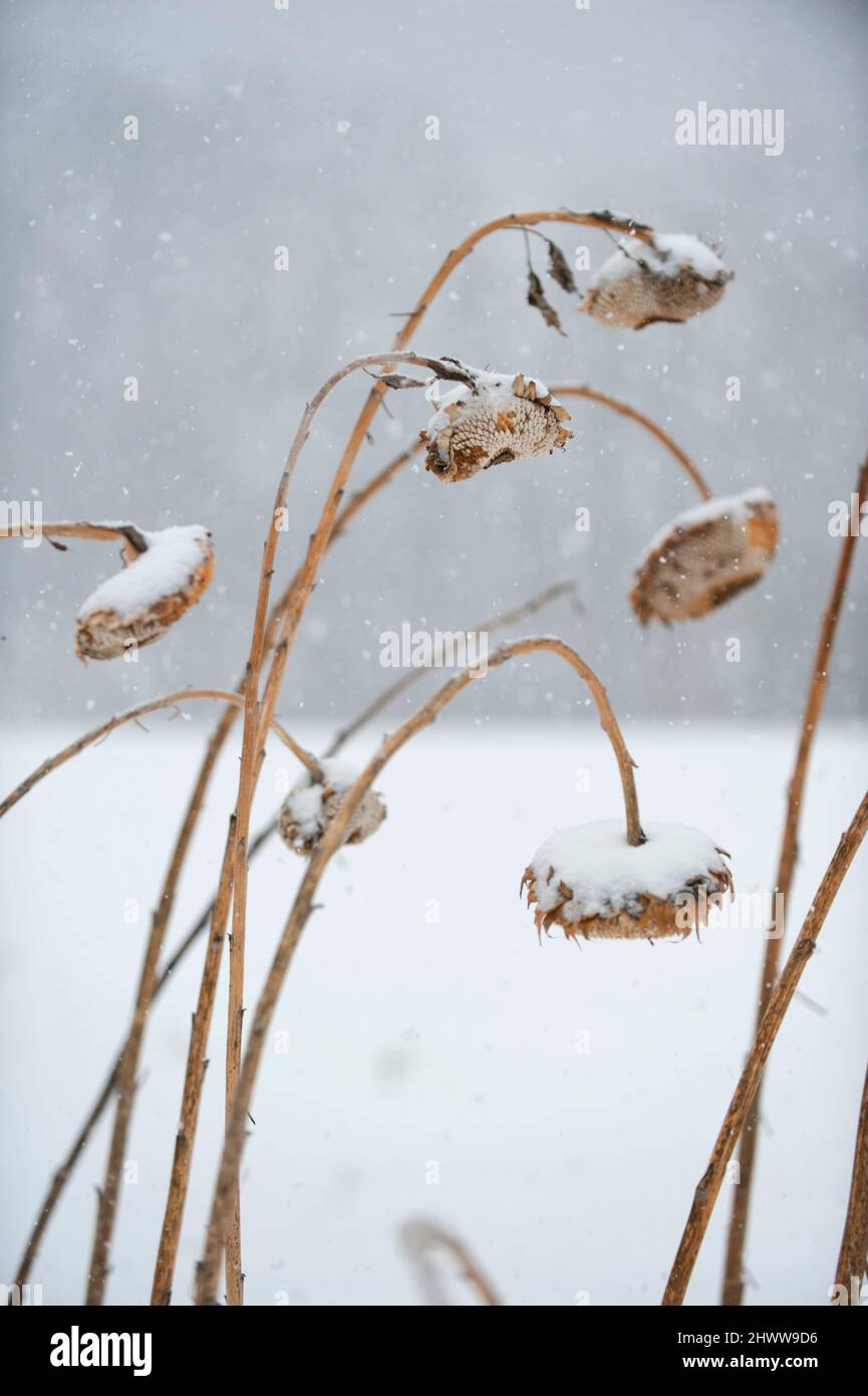 Snow covered field of sunflowers in winter Stock Photo - Alamy