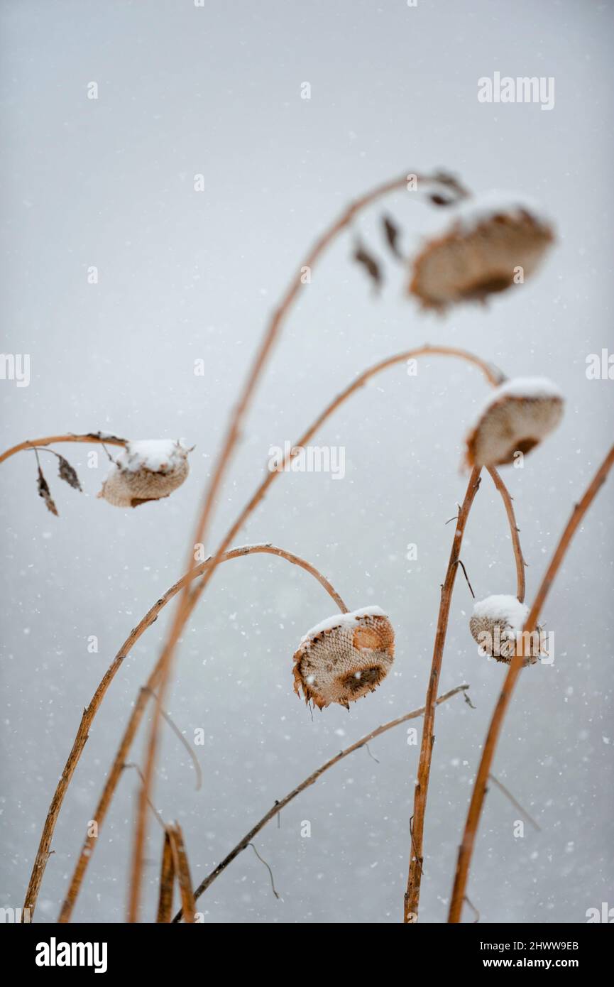 Snow covered field of sunflowers in winter Stock Photo - Alamy