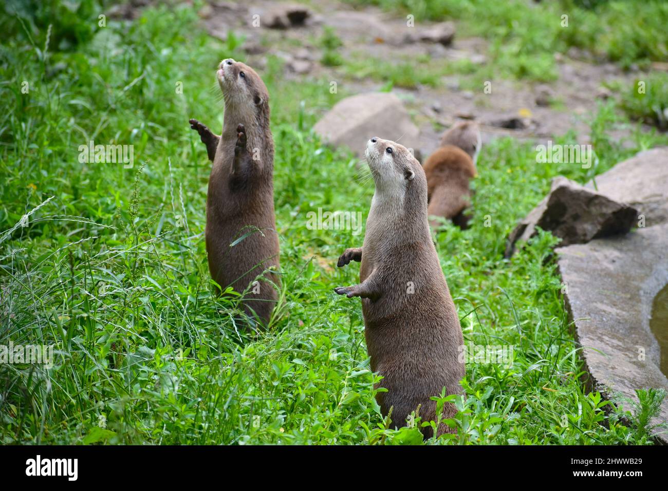 Two Asian small-clawed otters standing Their diet includes mollusks ...