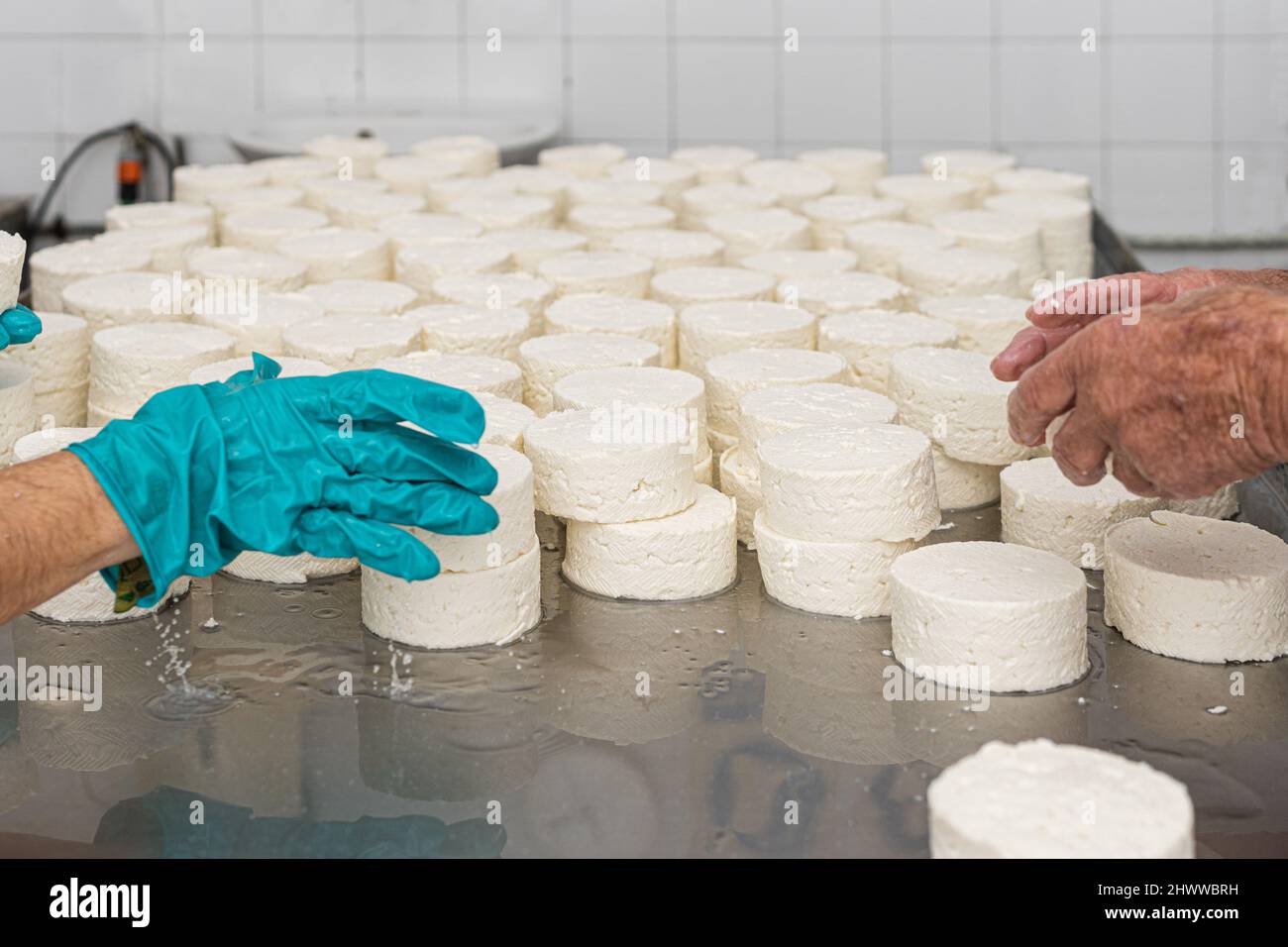 many fresh finished cheeses ready for packaging Stock Photo - Alamy