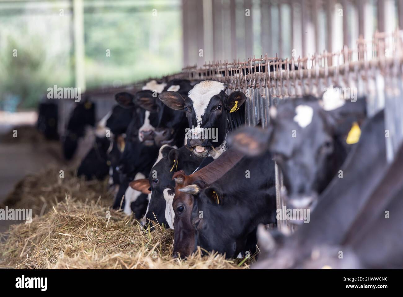 Cows on Farm , cows on a milk farm , The Cows Stock Photo - Alamy