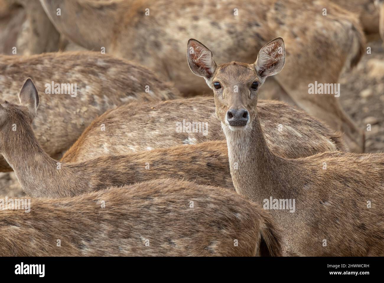 Group of male mule deer hi-res stock photography and images - Alamy