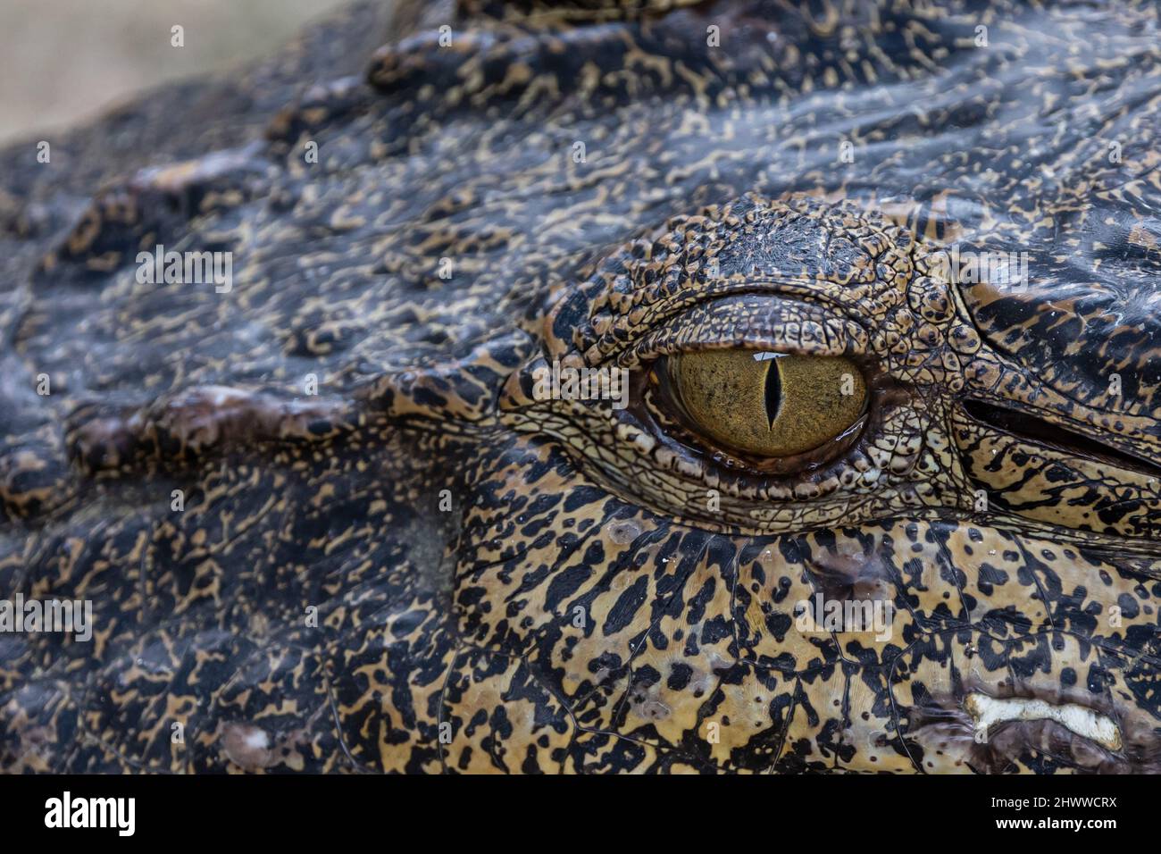 Close-up of alligator's eye. Close-up of a live alligator's eye Stock ...