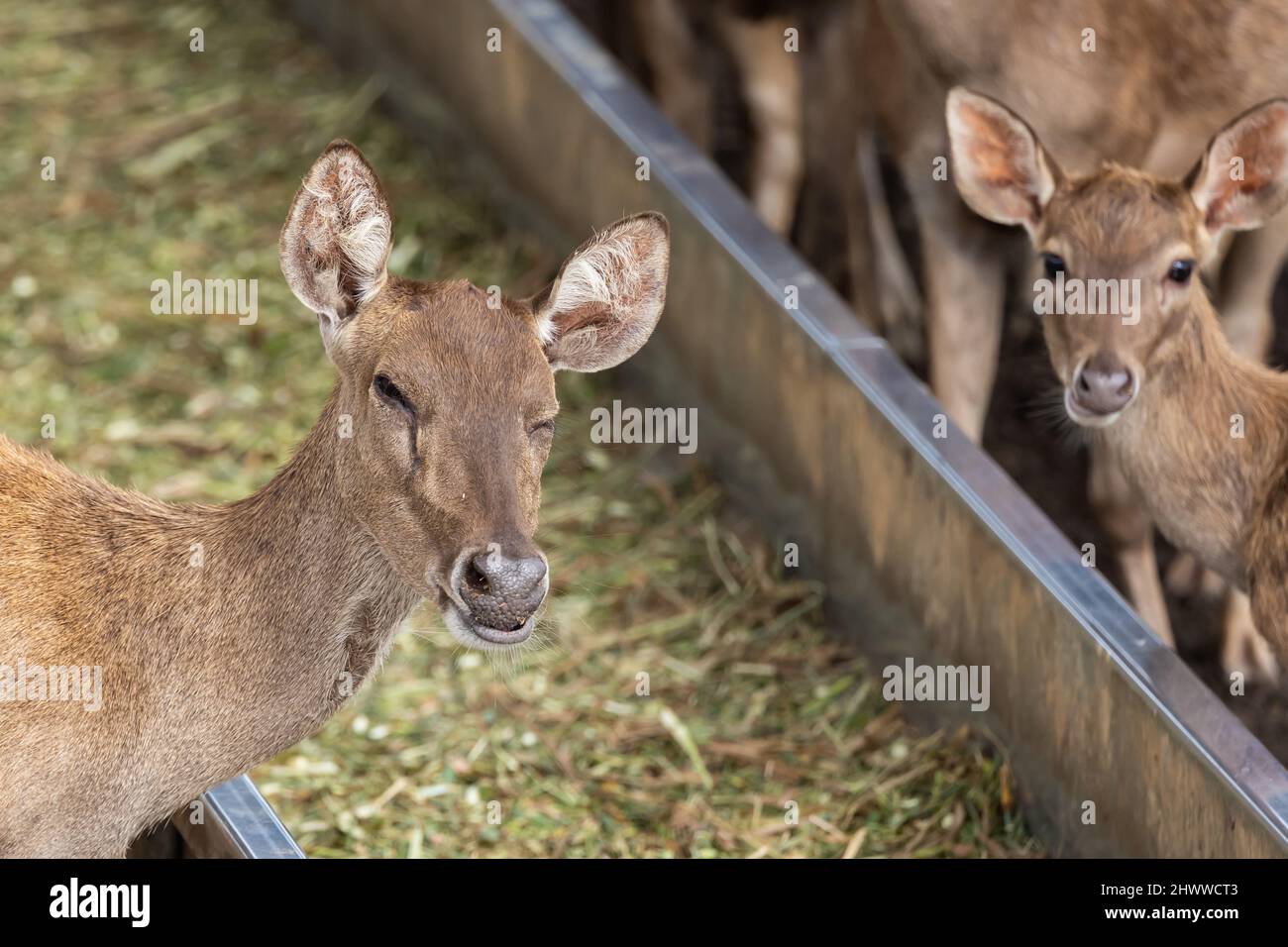Group of male mule deer hi-res stock photography and images - Alamy