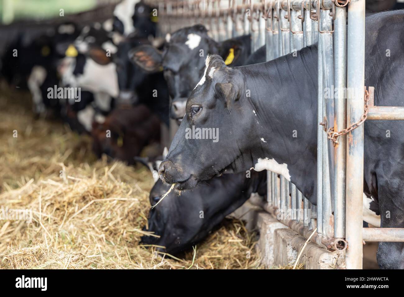 Cows on Farm , cows on a milk farm , The Cows Stock Photo - Alamy