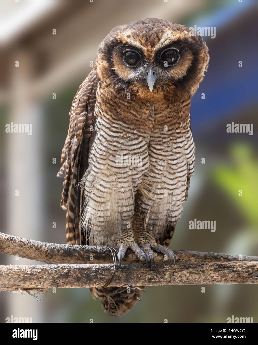 Nature wildlife image of Brown wood owl bird Stock Photo - Alamy